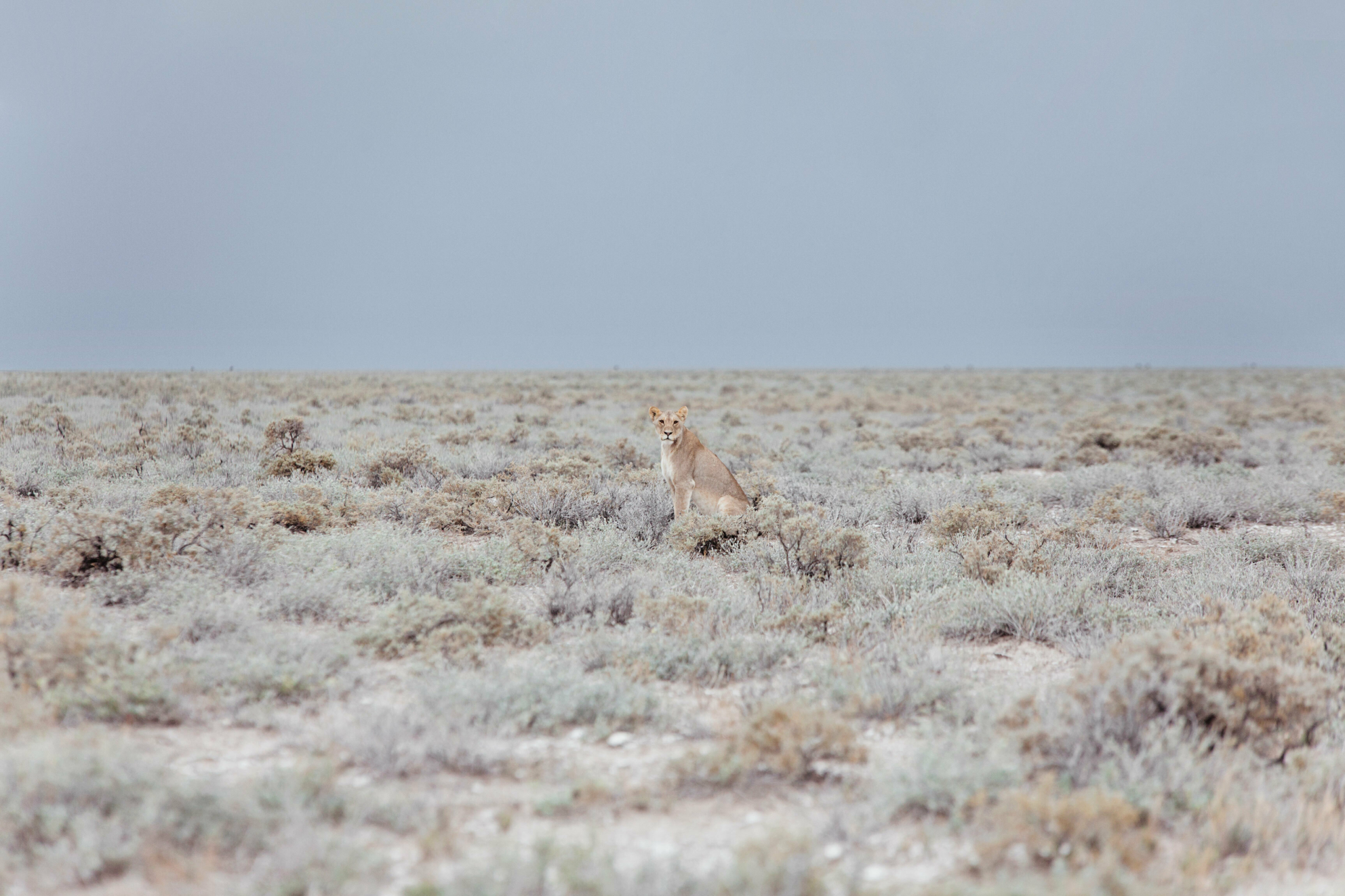Land of Nothingness | Maroesjka Lavigne | Photographer